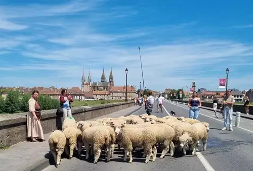 Moulins : la transhumance s'invite en ville - Pleinchamp